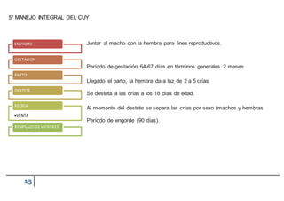 Origen del cuy | DOCX