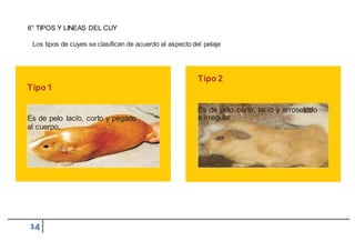Origen del cuy | DOCX