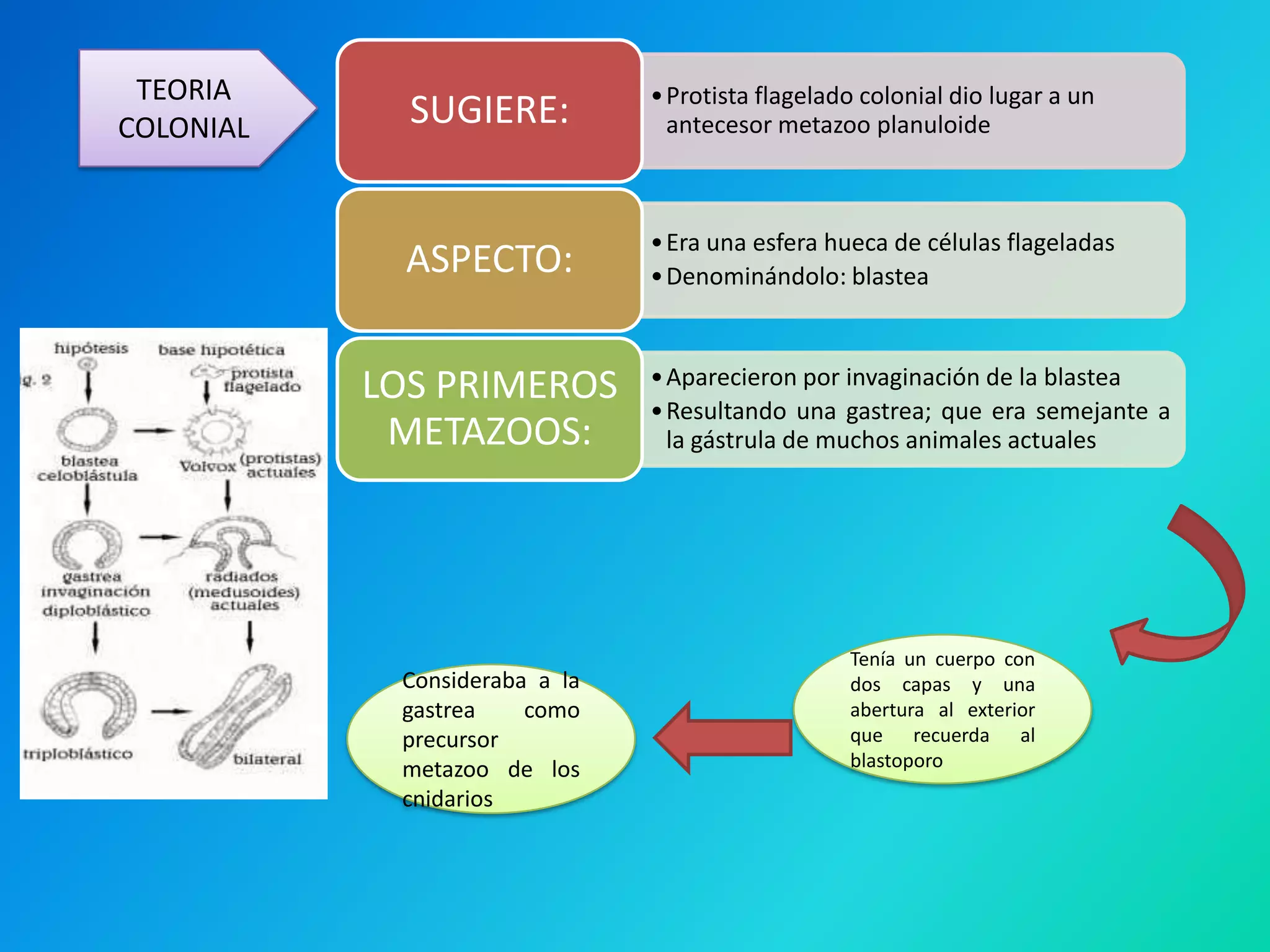 Origen de los metazoos | PPTX