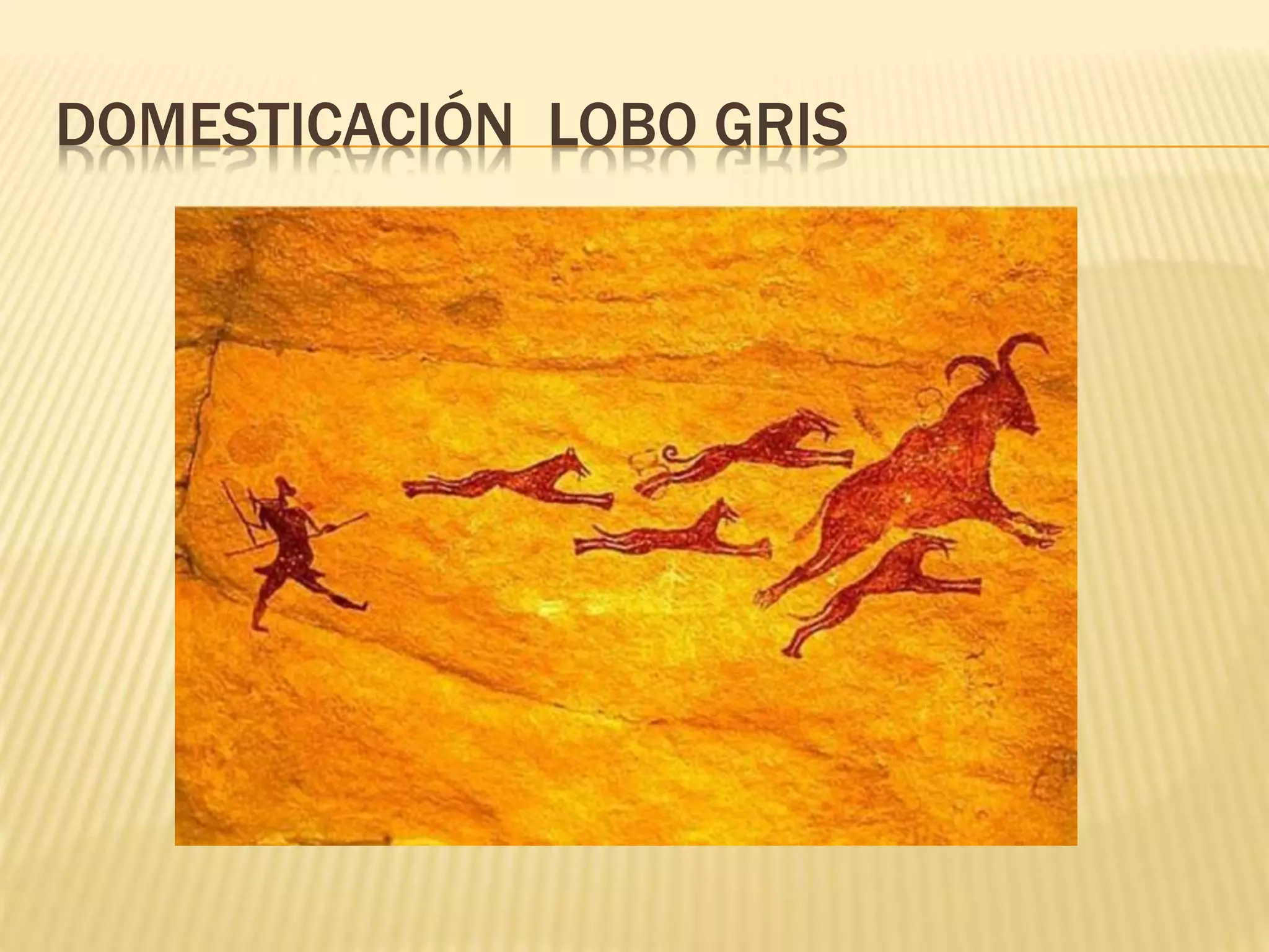 Origen Del Perro: Historia Y Evolución – IIOMI