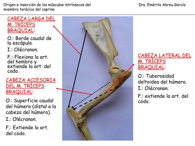 Origen e inserción de musculos extrínsecos e intrínsecos del
