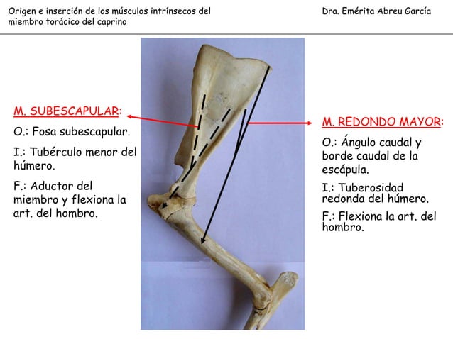 Origen e inserción de musculos extrínsecos e intrínsecos del