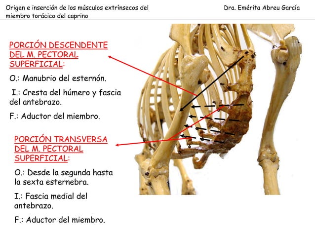 Origen e inserción de musculos extrínsecos e intrínsecos del