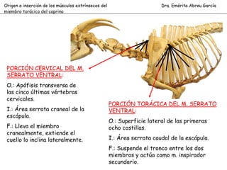 Origen e inserción de musculos extrínsecos e intrínsecos del