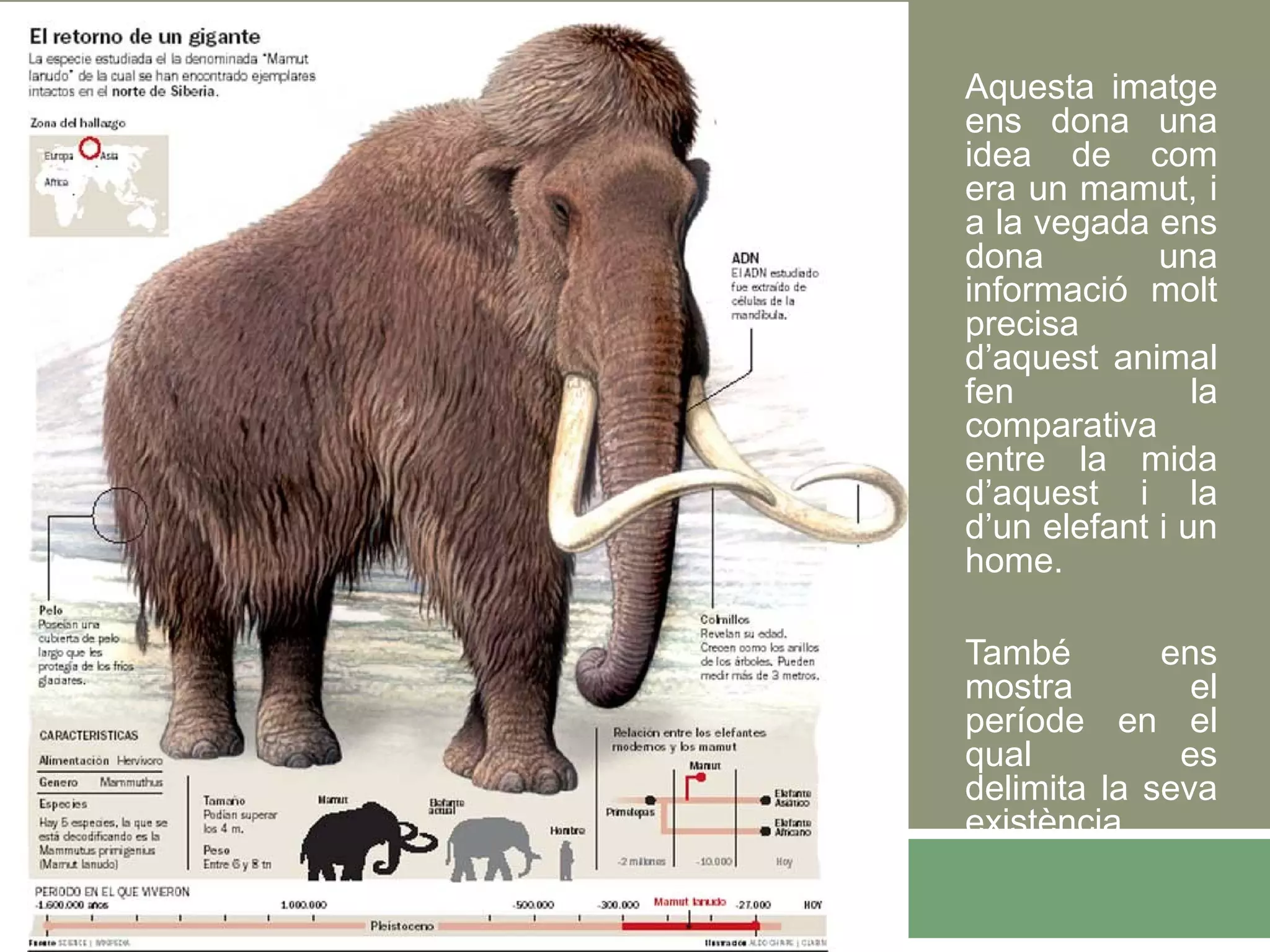 Origen i extinció dels mamuts | PPT