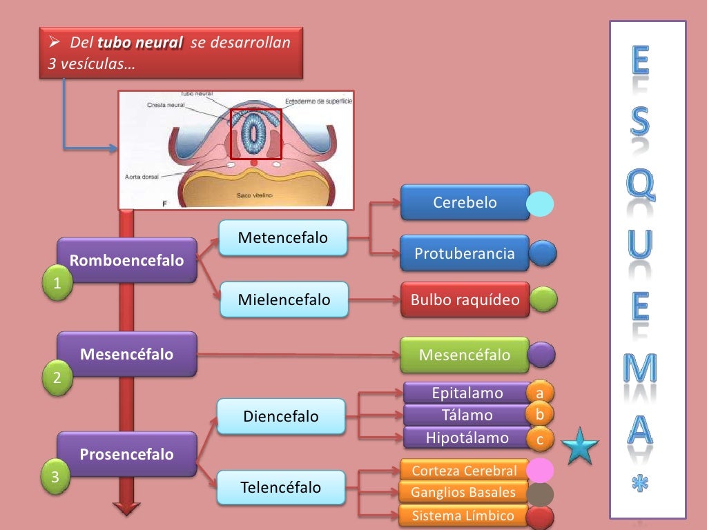 Mapa Conceptual Desarrollo Embrionario Del Sistema Nervioso Central ... Mapa Conceptual Desarrollo Embrionario Del Sistema Nervioso Central ...