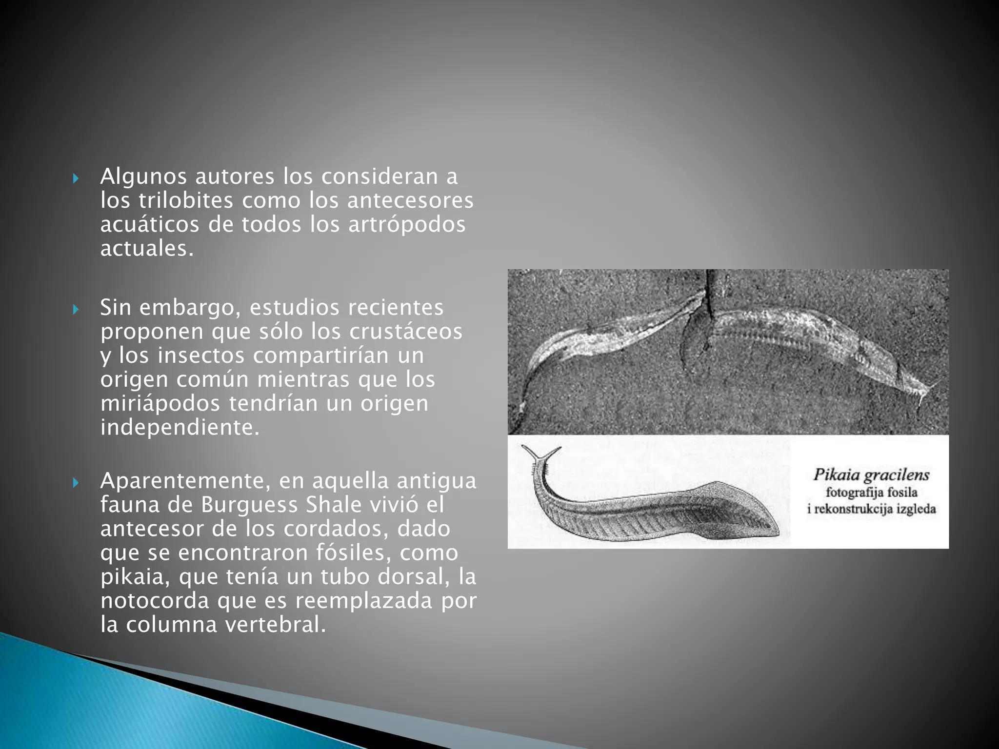 Origen y clasificación de los animales | PPTX