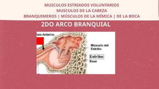 Origen y desarrollo embriológico del sistema muscular estriado y liso ...