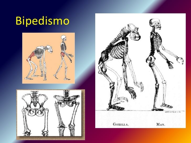 Origen Y EvolucióN De La Especie.Pptx Maria Y Karen2