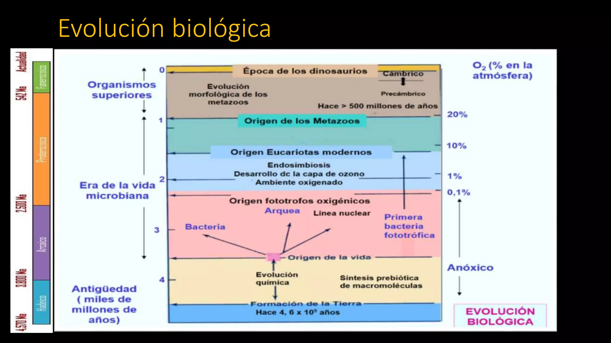 Origen y evolución de las bacterias | PPTX