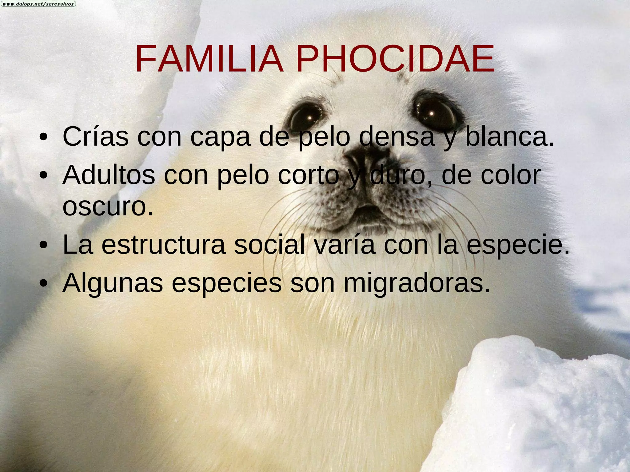 Origen Y EvolucióN De PinníPedos | PPT