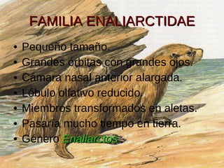 Origen Y EvolucióN De PinníPedos | PPT