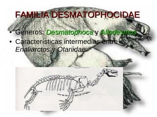 Origen Y EvolucióN De PinníPedos | PPT
