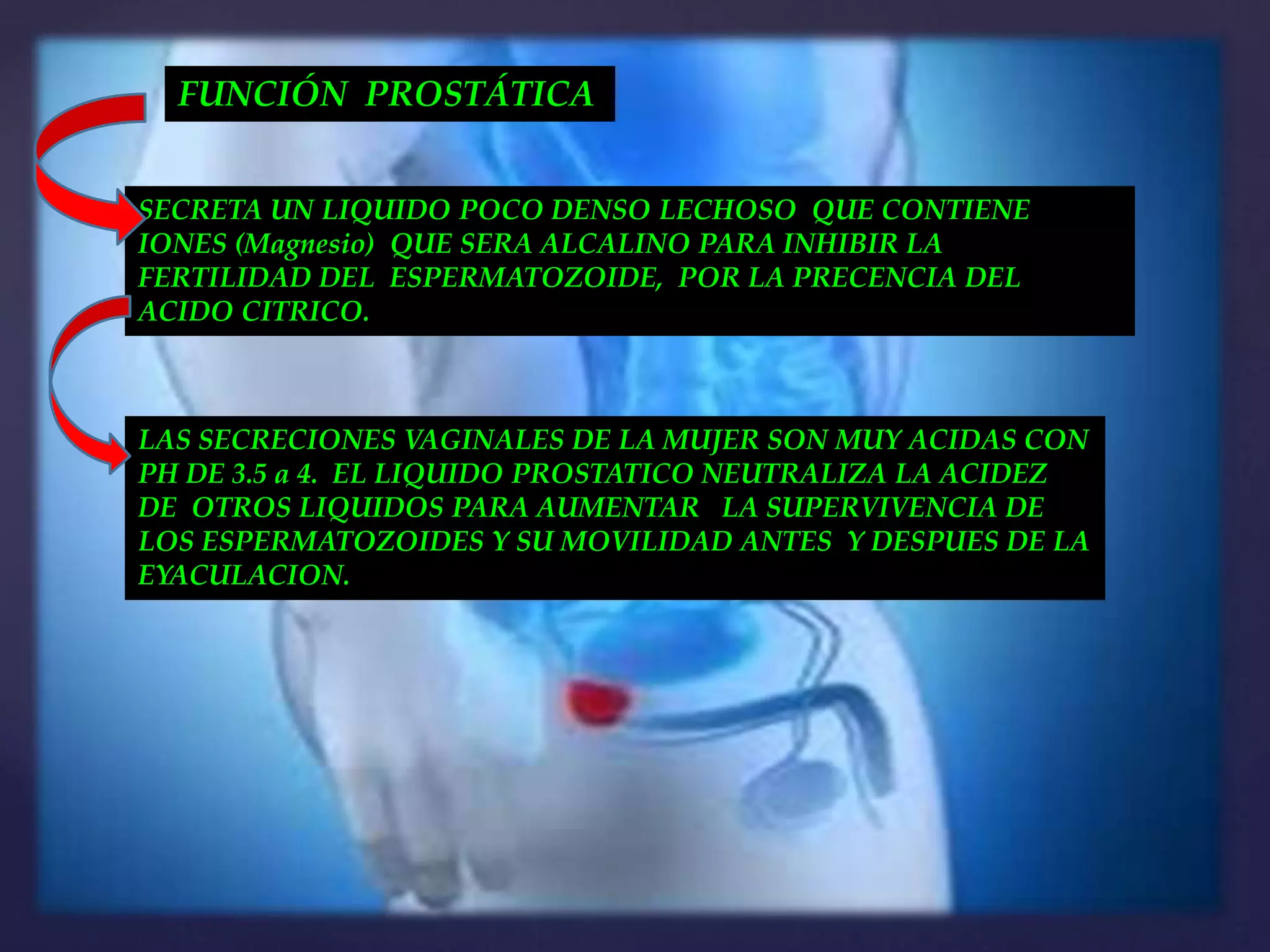 FISIOLOGÍA REPRODUCTORA Y HORMONAL DEL ÓRGANO REPRODUCTOR MASCULINO | PPTX