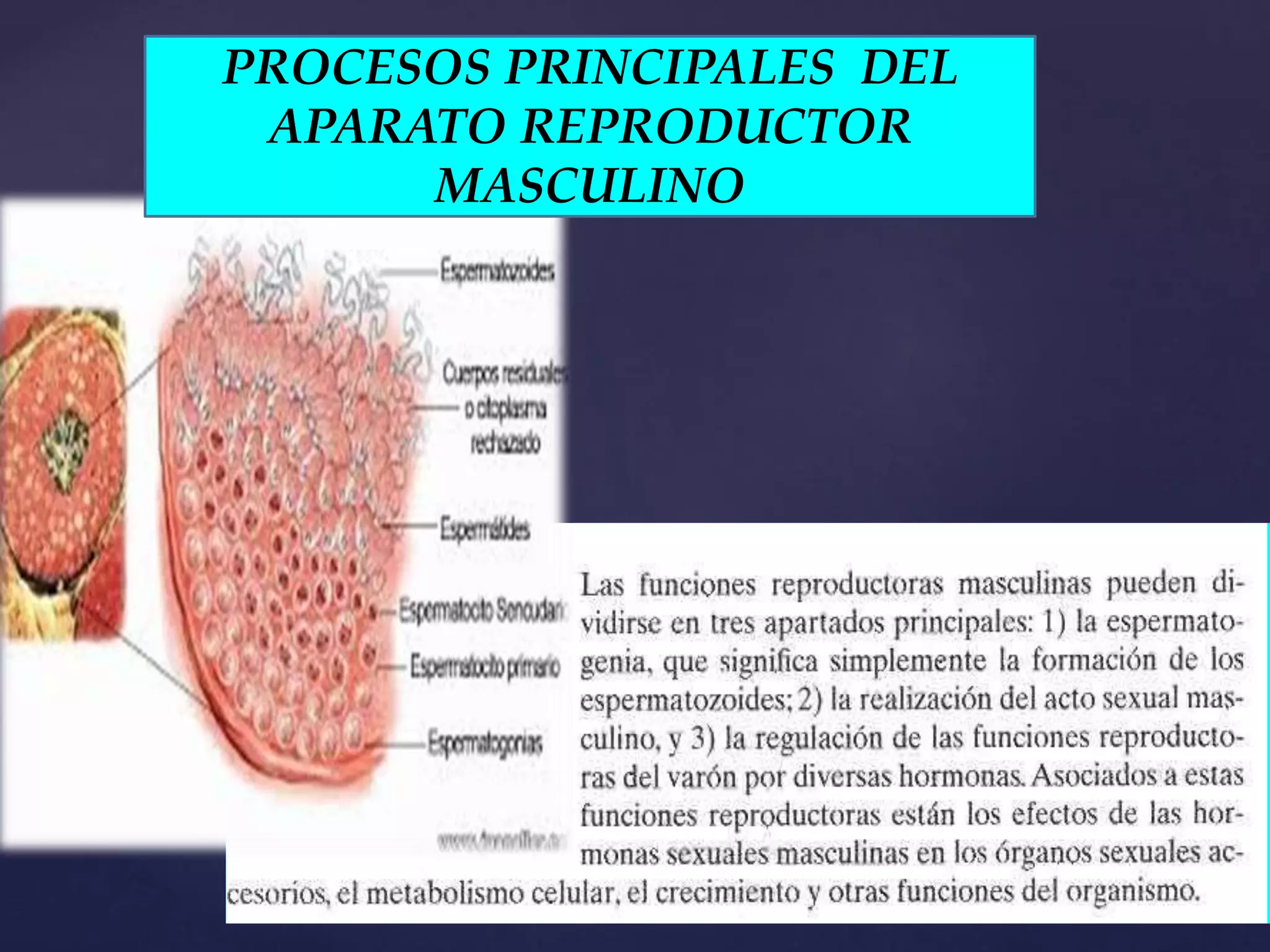 FISIOLOGÍA REPRODUCTORA Y HORMONAL DEL ÓRGANO REPRODUCTOR MASCULINO | PPT
