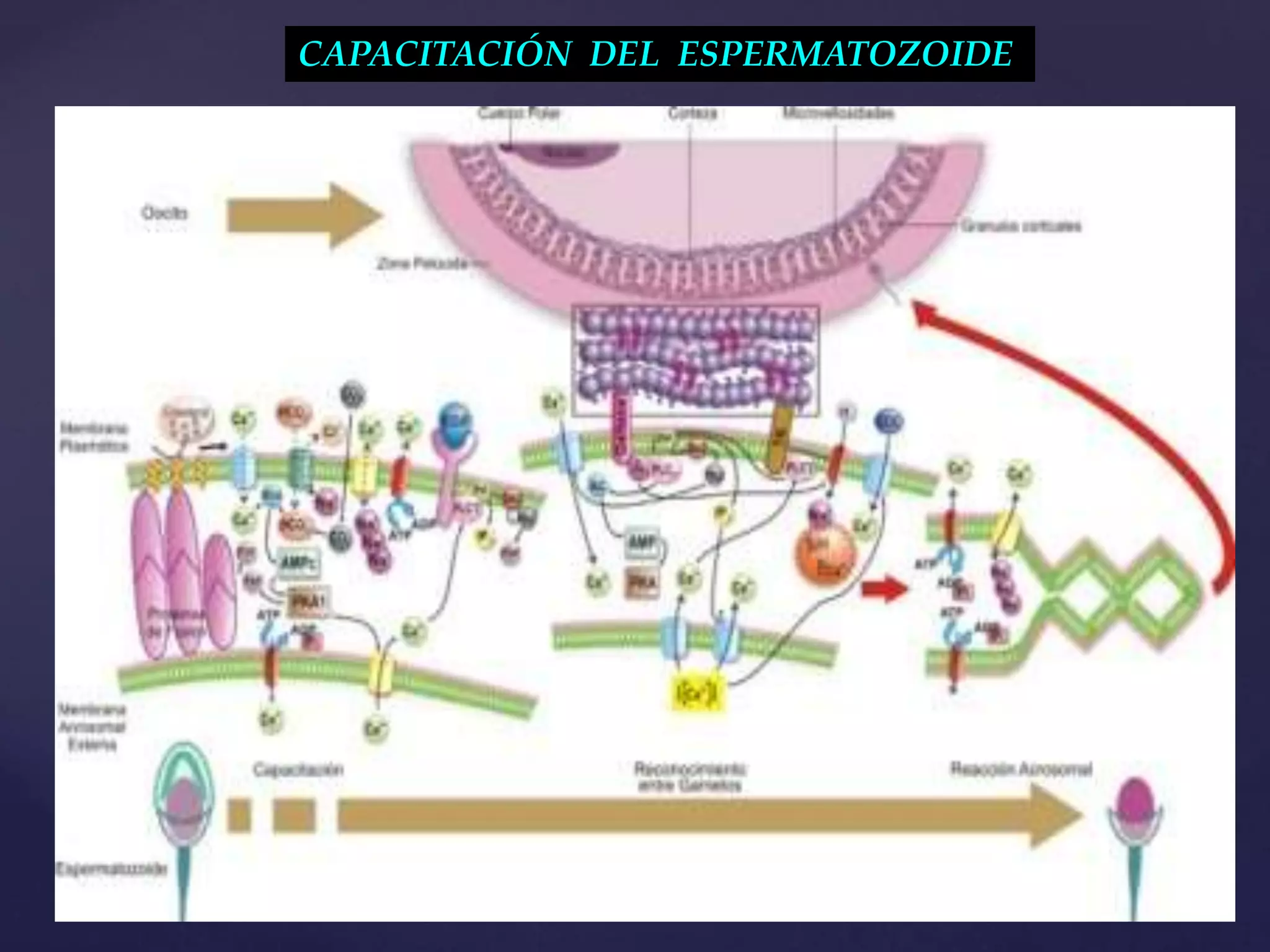 FISIOLOGÍA REPRODUCTORA Y HORMONAL DEL ÓRGANO REPRODUCTOR MASCULINO | PPTX