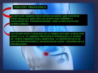 FISIOLOGÍA REPRODUCTORA Y HORMONAL DEL ÓRGANO REPRODUCTOR MASCULINO | PPTX