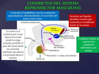 FISIOLOGÍA REPRODUCTORA Y HORMONAL DEL ÓRGANO REPRODUCTOR MASCULINO | PPTX