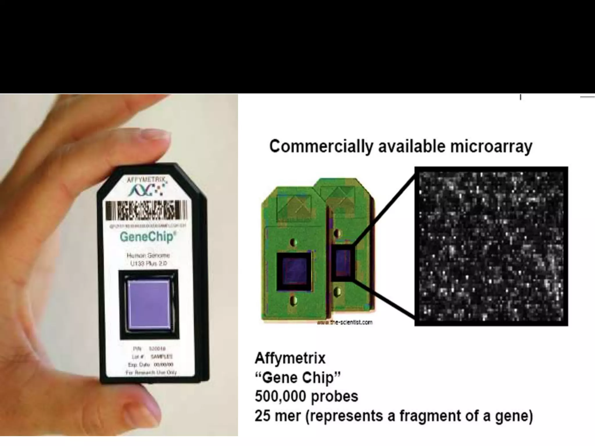 DNA microarray | PPTX