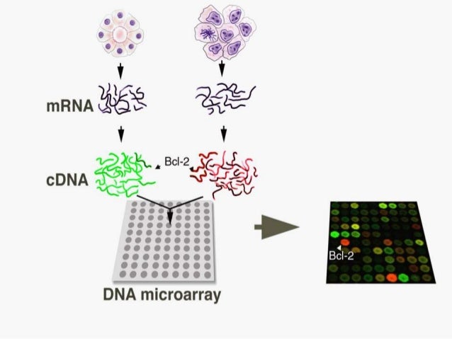 DNA microarray