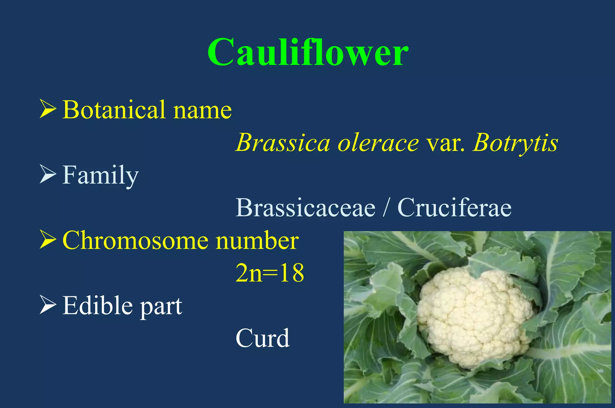 cauliflower - Cultivation- production technology varieties pest and ...