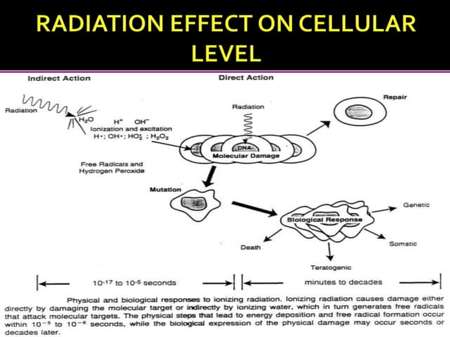 Basic Biological effects of Radiation | PPT