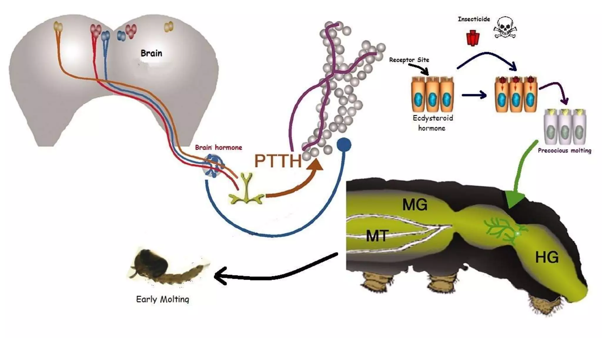 Ecdysone Receptor Agonists | PPTX