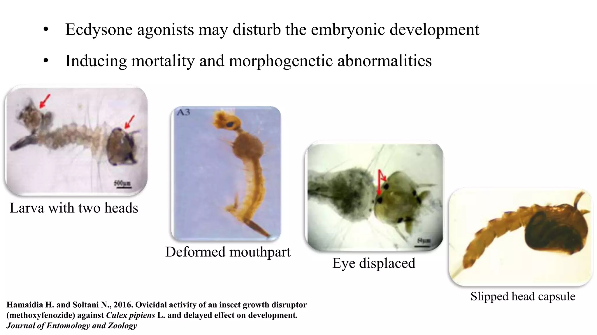 Ecdysone Receptor Agonists | PPTX
