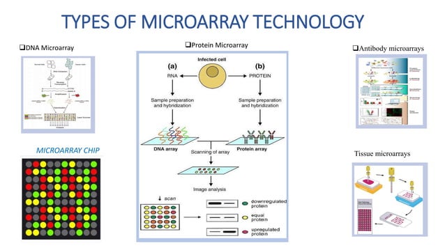 MicroArray technology; history, Types and principle | PPTX | Genetics ...
