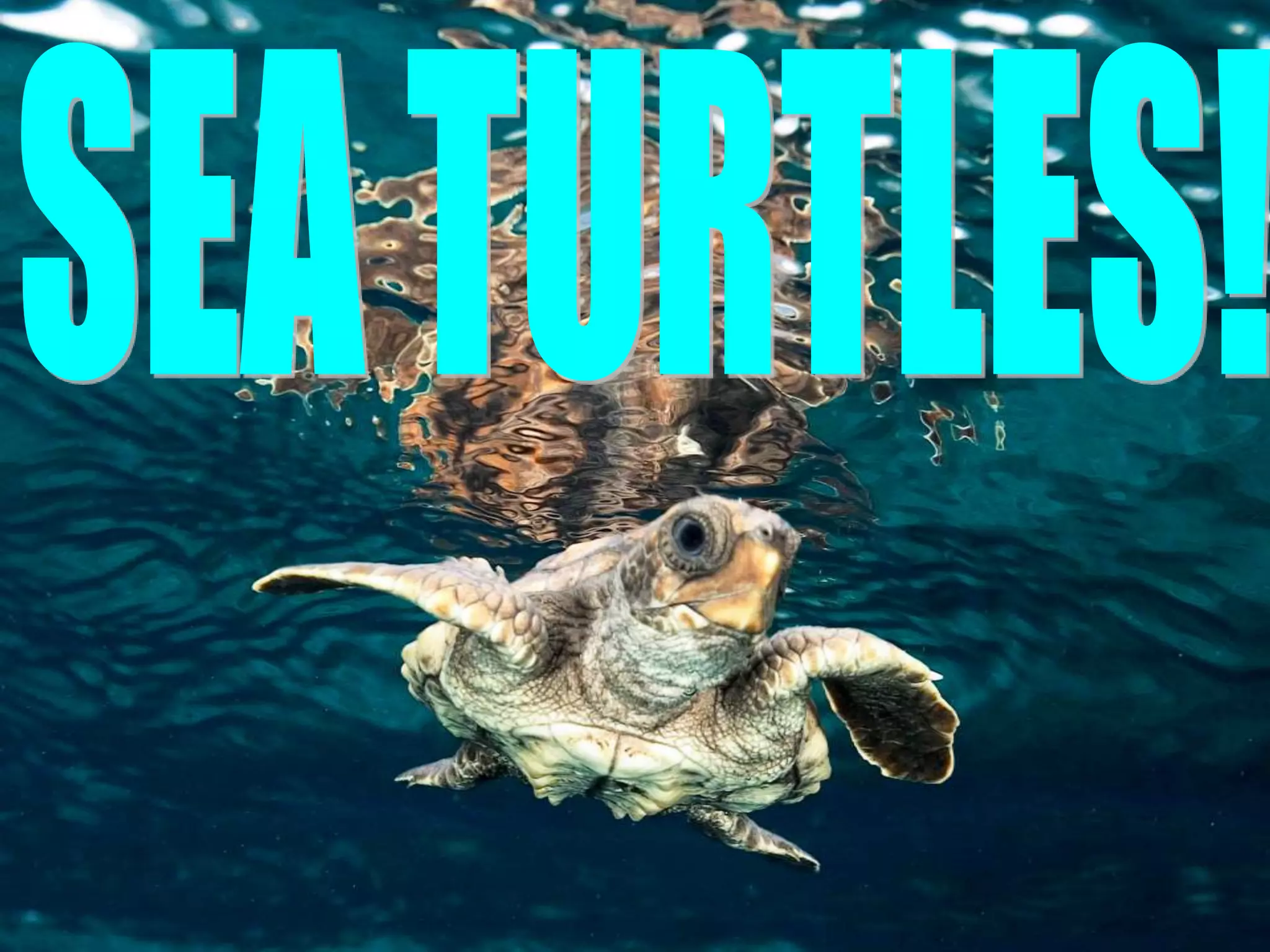 sea turtles | PPT