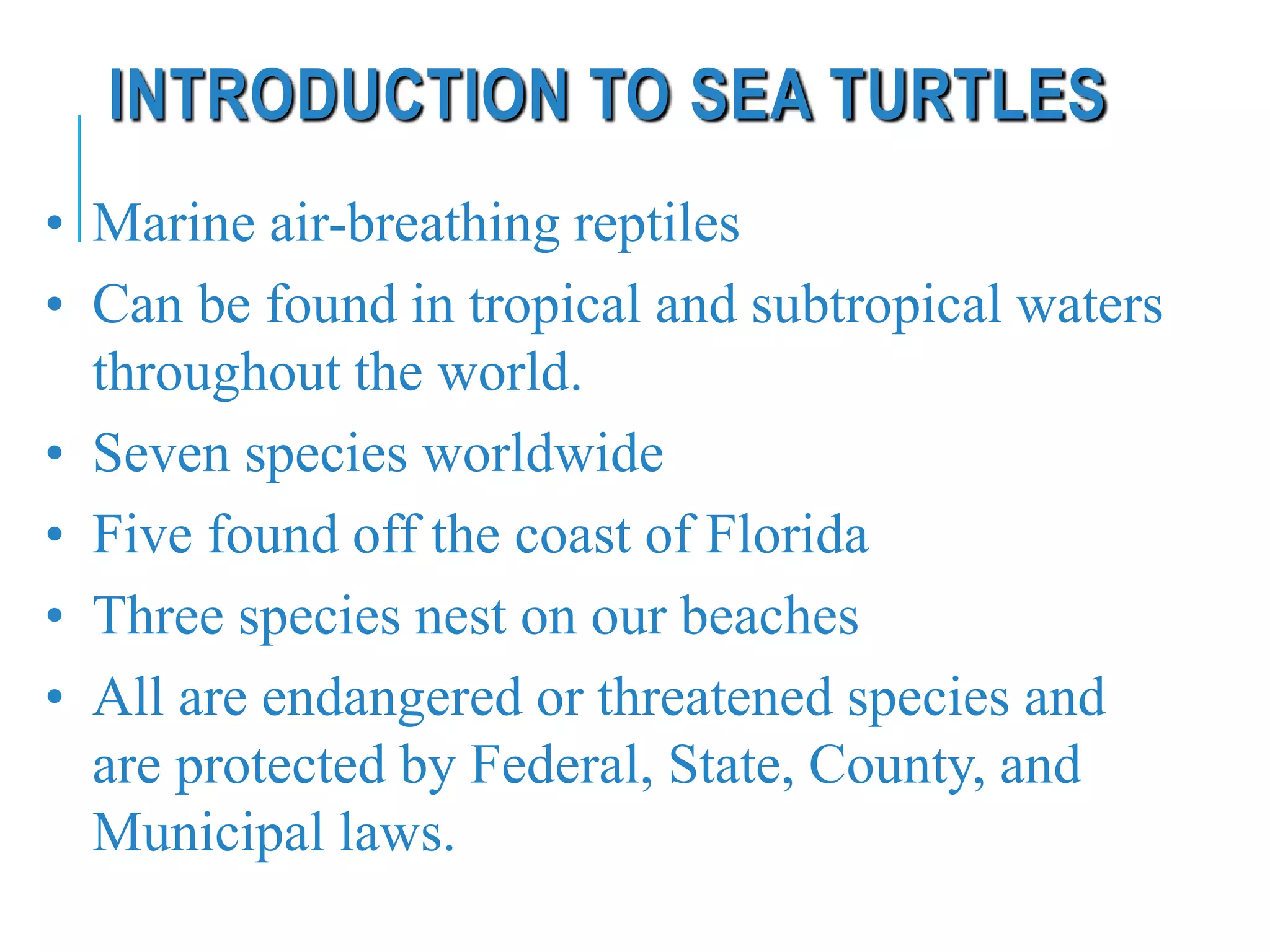 sea turtles | PPT