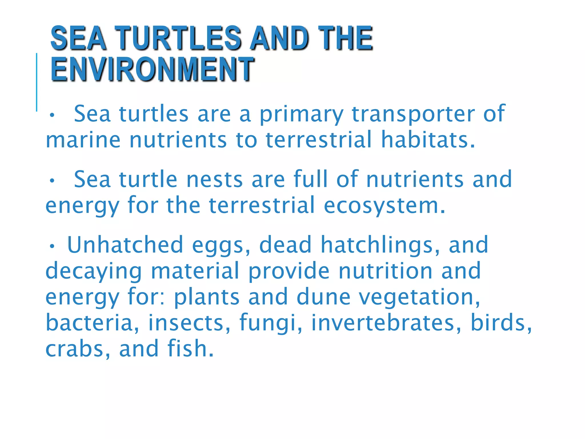 sea turtles | PPT