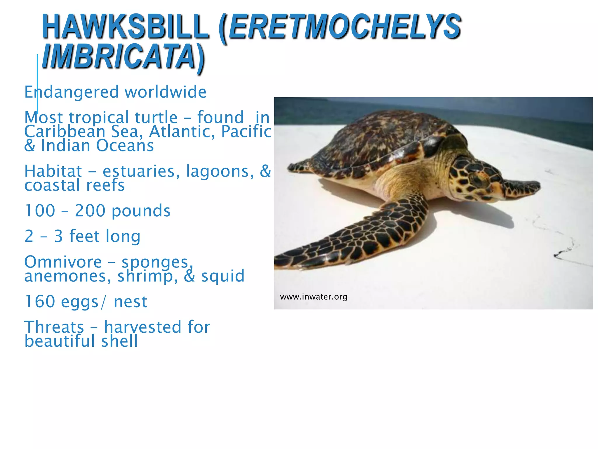 sea turtles | PPT