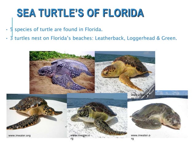 sea turtles | PPT