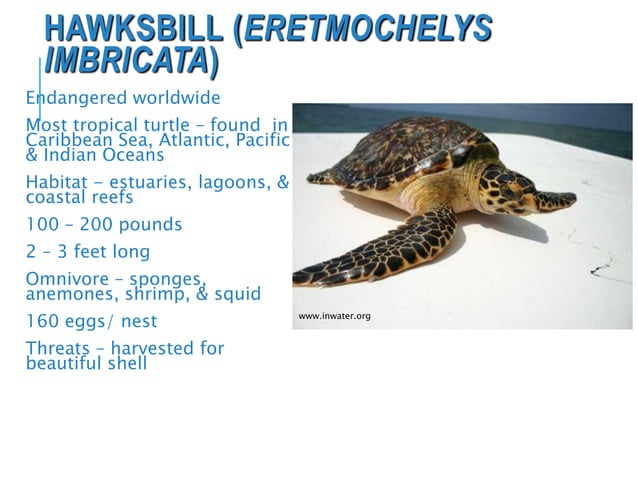 sea turtles | PPT | Free Download