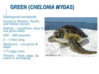 sea turtles | PPT