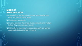 ORIGINAL PRESENTATION.pptx hhhnnfffbbhhjnv | PPT