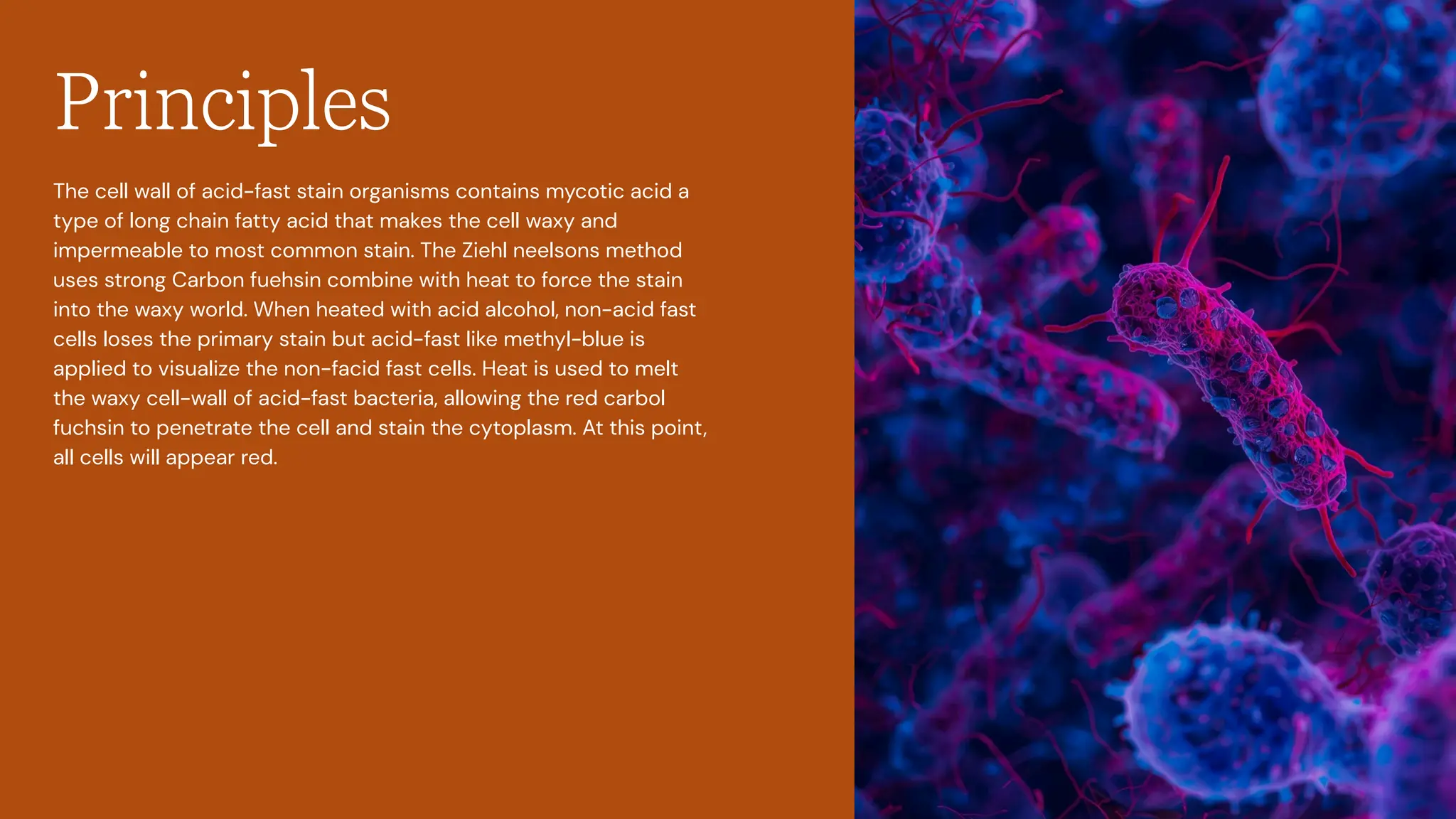 Original presentation Acid-Fast Stain.pdf