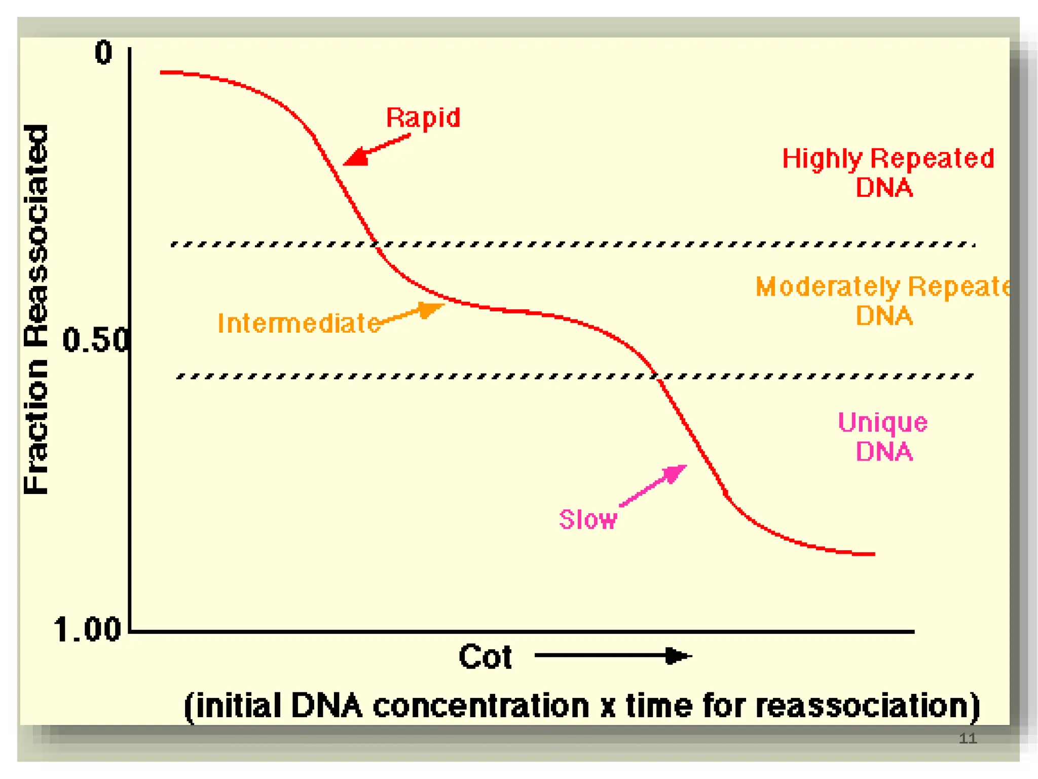 Nuclear cot curve for Bsc. Students in molecular biology | PPTX ...