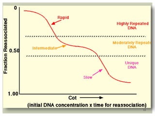 Nuclear cot curve for Bsc. Students in molecular biology | PPTX ...