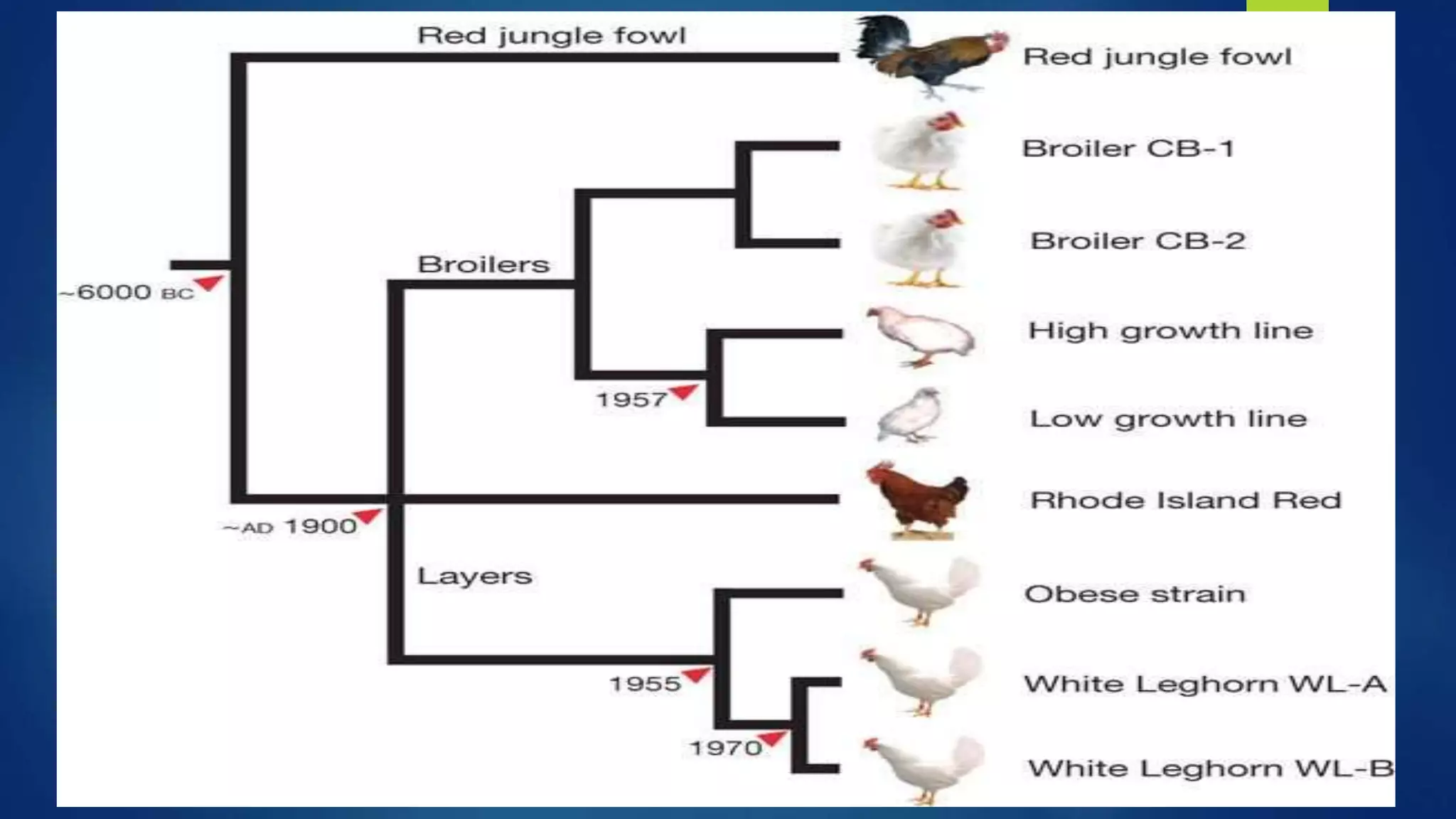 Origin and classification of poultry | PPTX