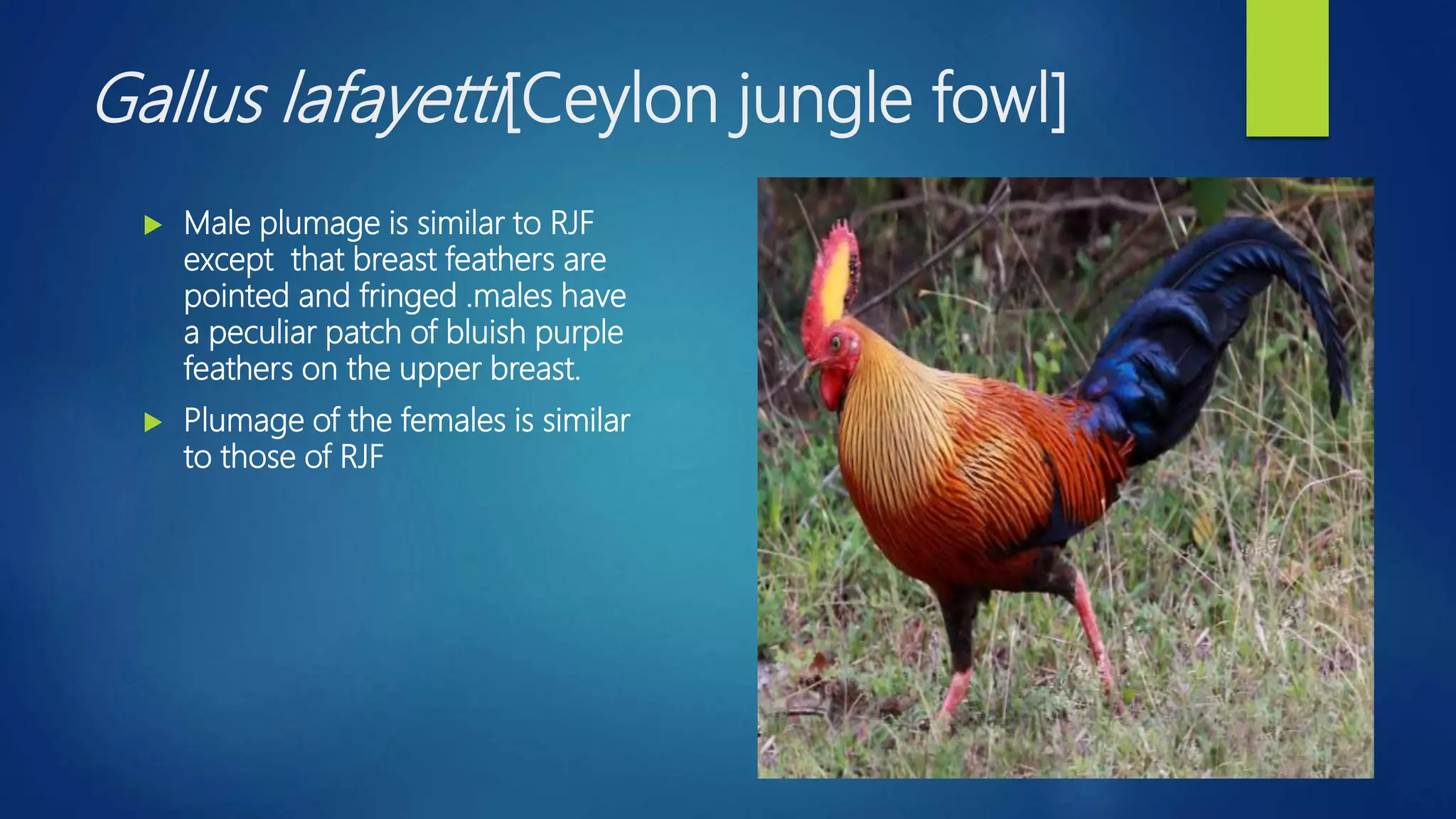 Origin and classification of poultry | PPTX