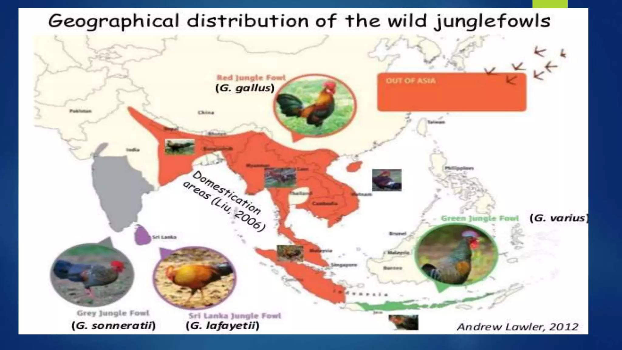 Origin and classification of poultry | PPTX