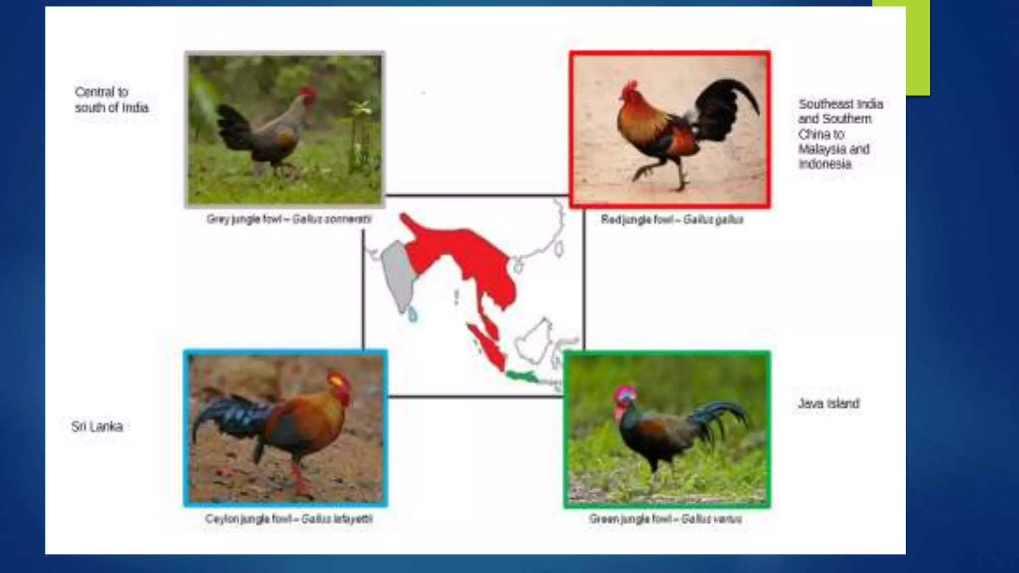 Origin and classification of poultry | PPTX