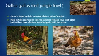 Origin and classification of poultry | PPTX