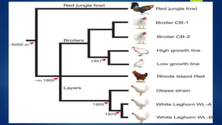 Origin and classification of poultry | PPTX