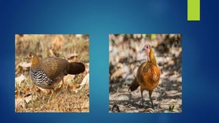 Origin and classification of poultry | PPTX