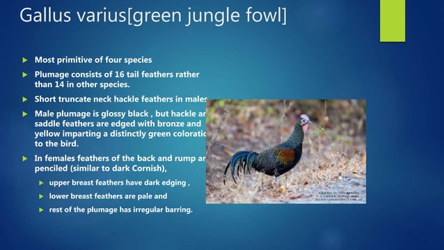 Origin and classification of poultry | PPTX