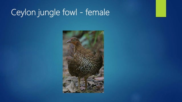 Origin And Classification Of Poultry PPT origin-and-classification-of-poultry-ppt