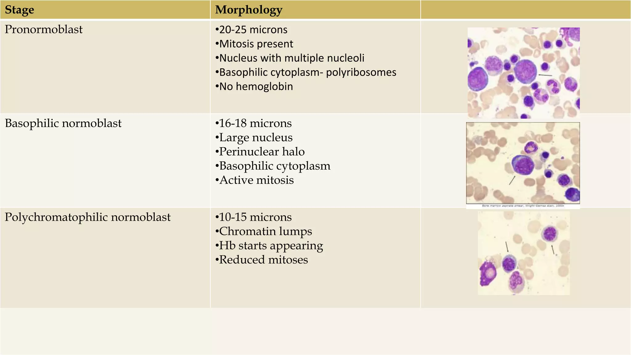 Hematopoiesis: Origin and development of blood cells | PPTX